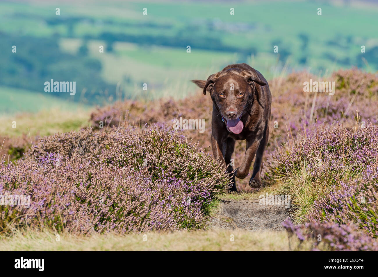 Chocolate Labrador running on the top of Ilkley Moor when the heather ...