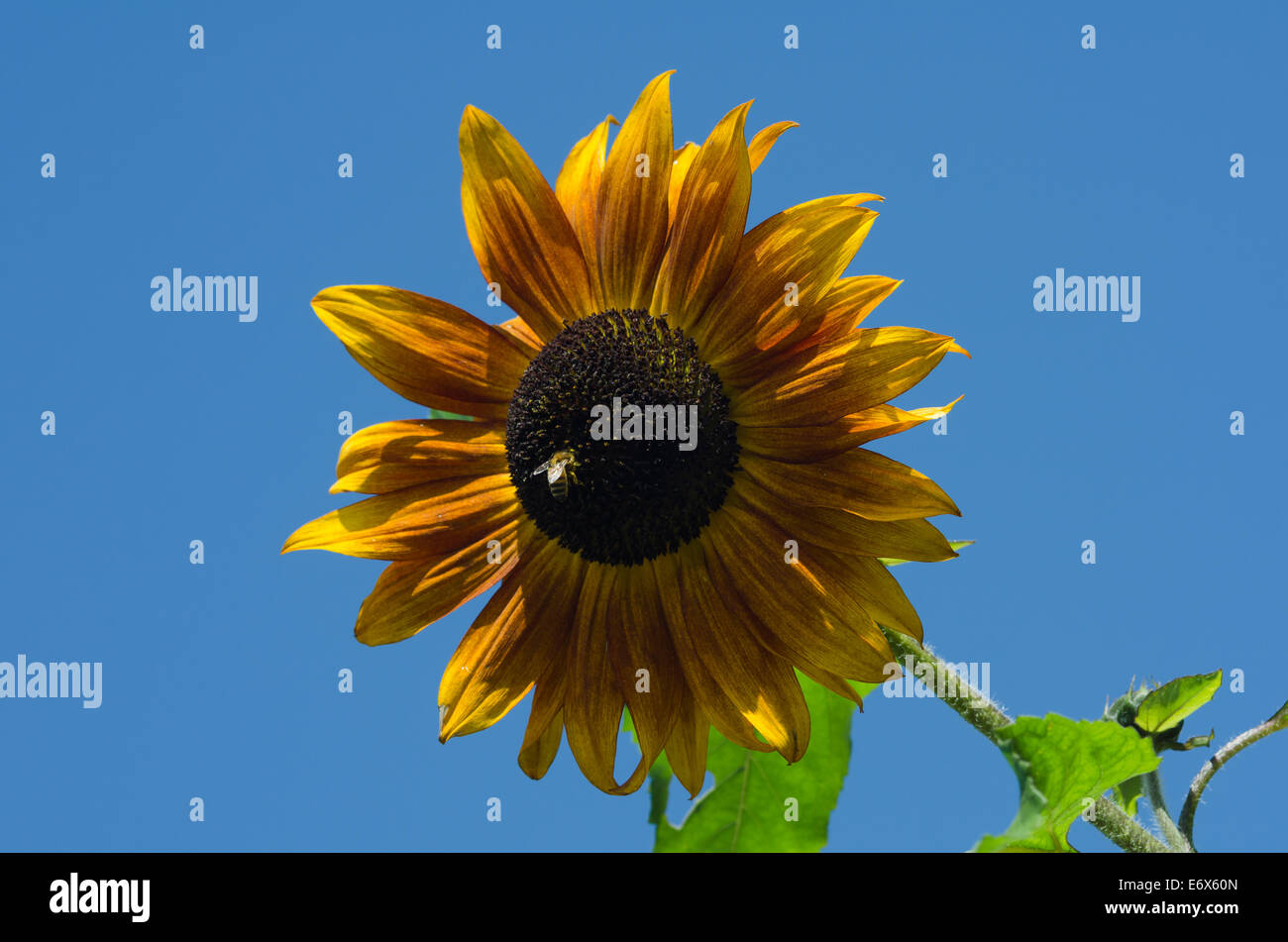 Dark sunflower hi-res stock photography and images - Alamy