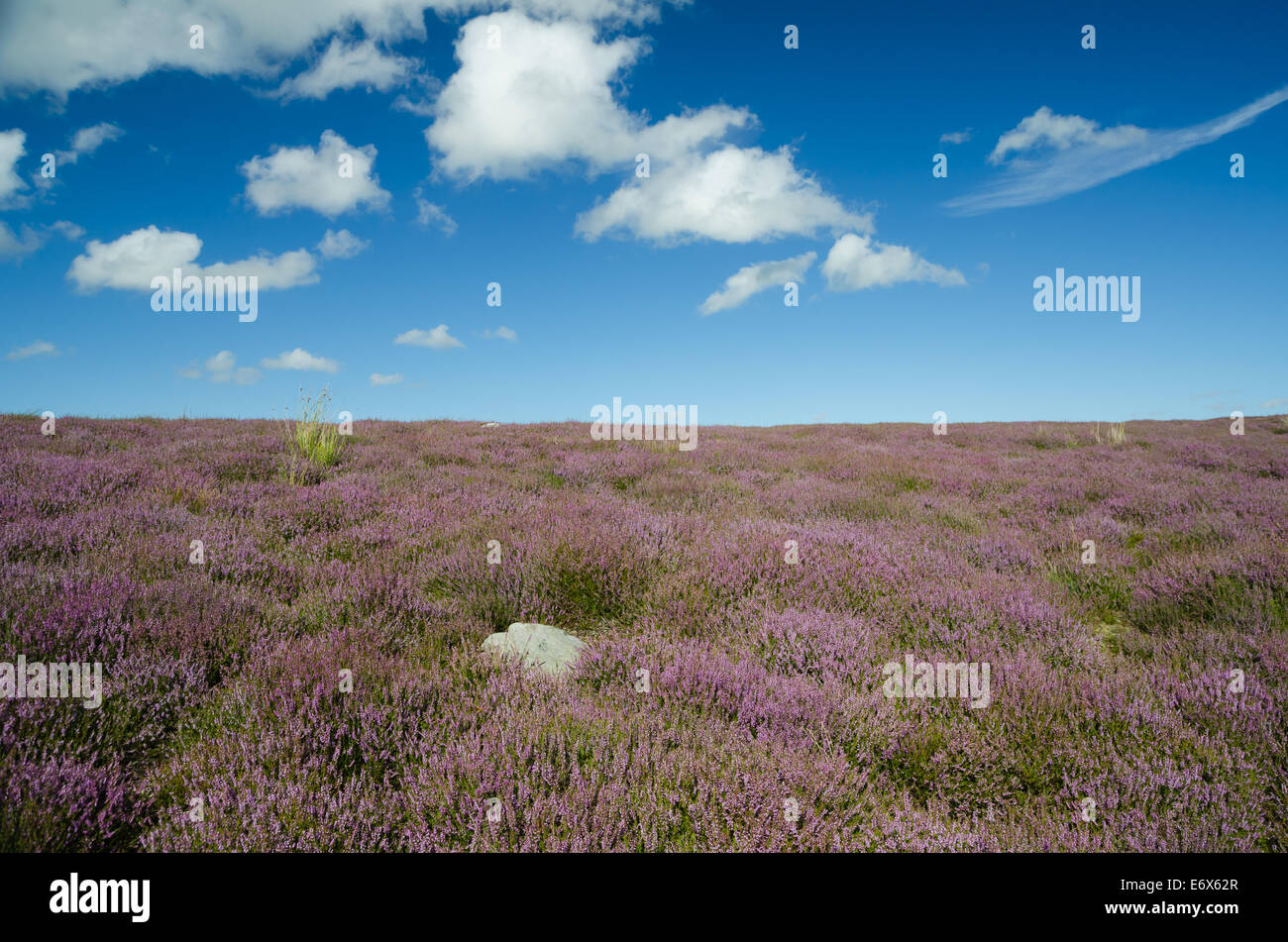 Heather moor hi-res stock photography and images - Alamy