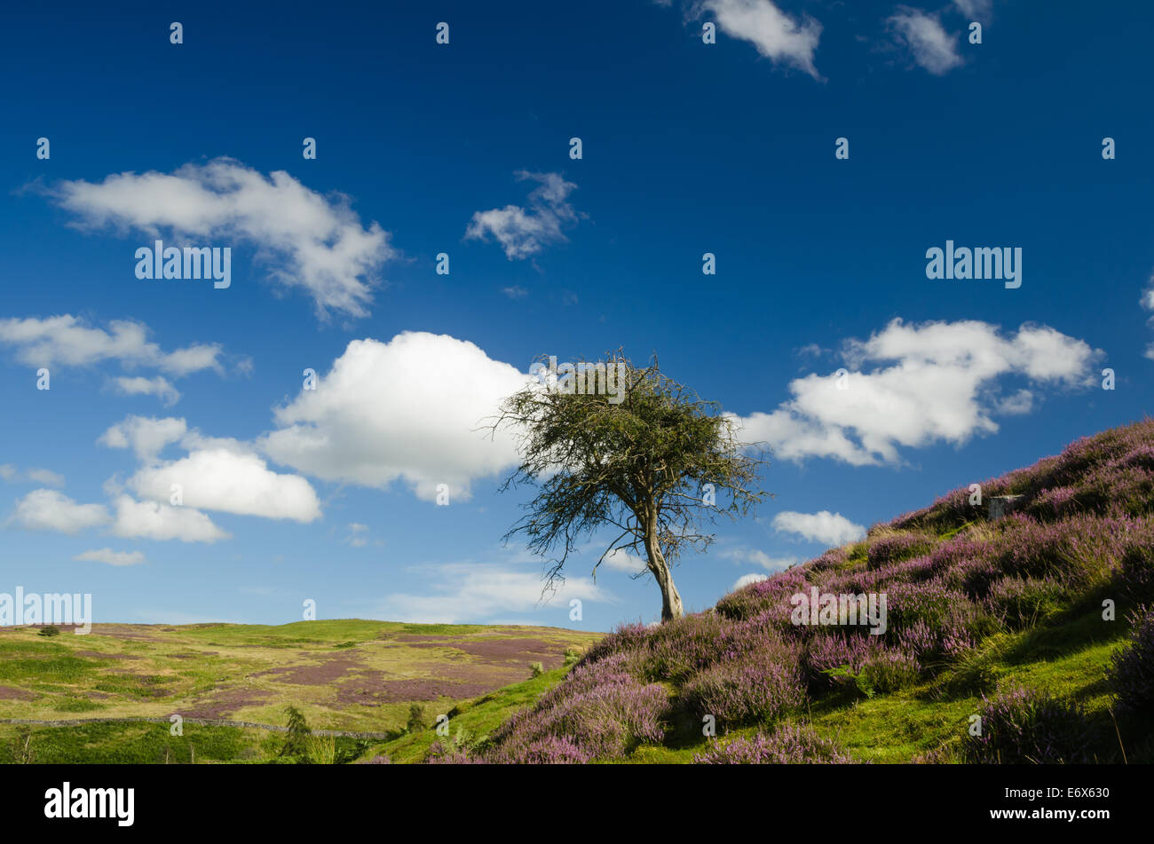 Grinton Moor with heather in flower Stock Photo - Alamy