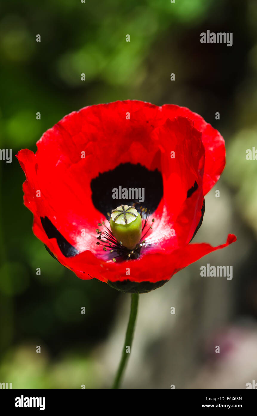 Ladybird poppies hi-res stock photography and images - Alamy