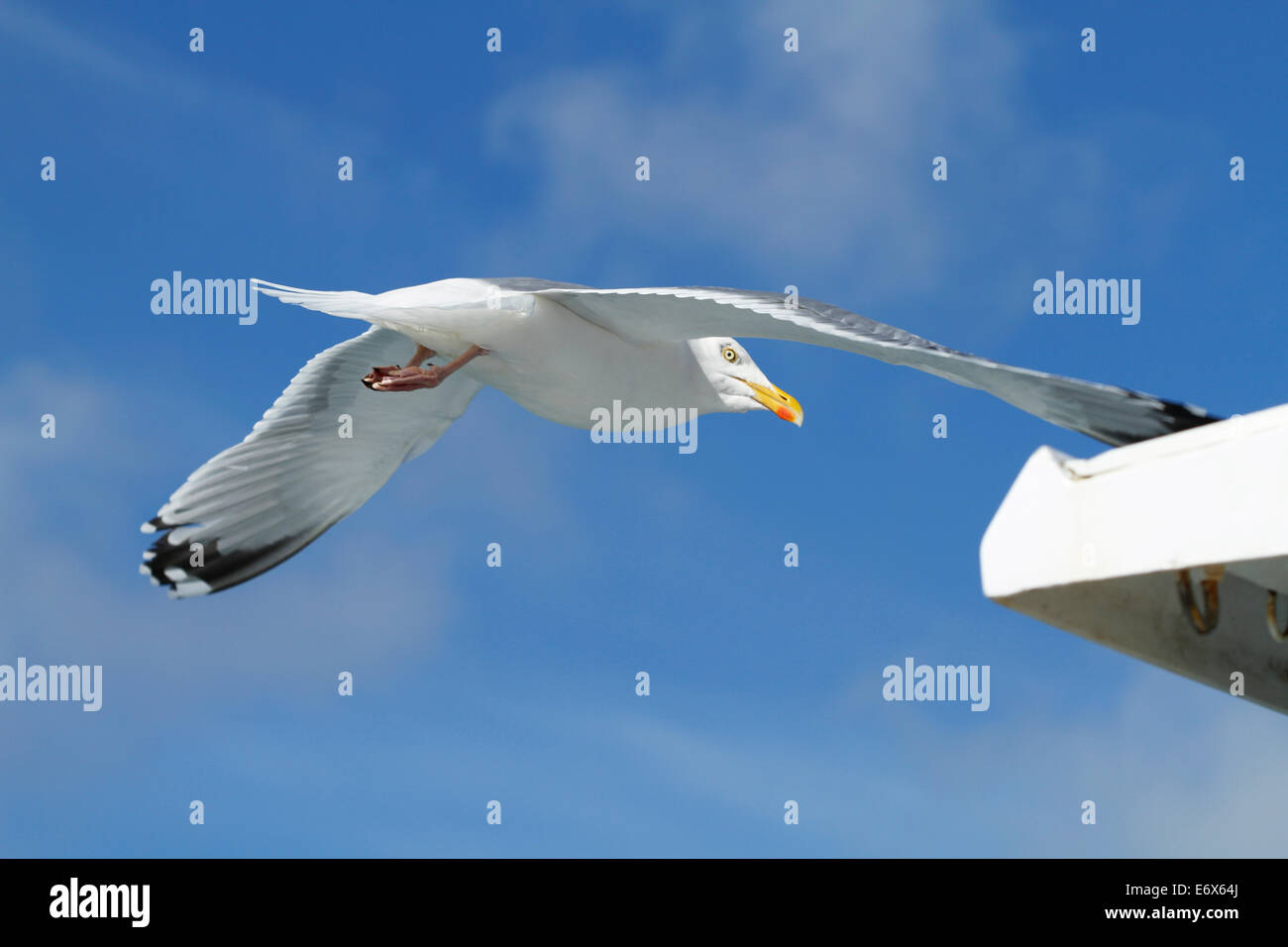 Flying over a boat hi-res stock photography and images - Alamy