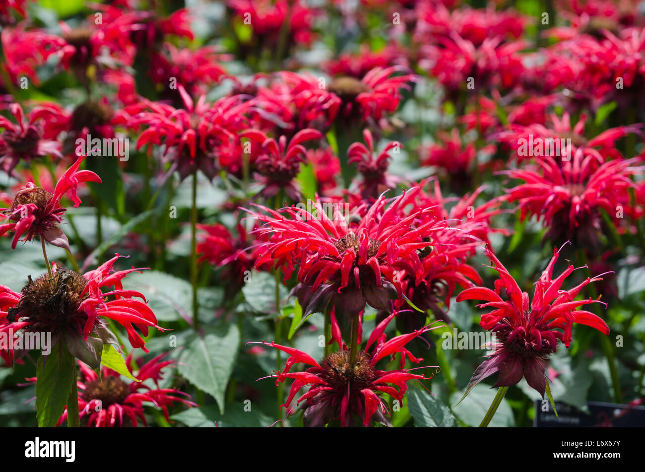 Monarda 'Gardenview Scarlet' Stock Photo - Alamy