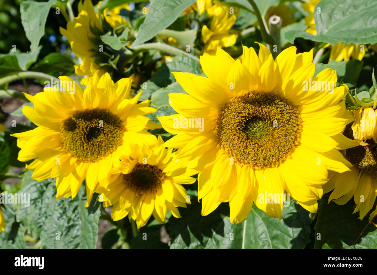 Helianthus yellow sunflowers in hi-res stock photography and images - Alamy