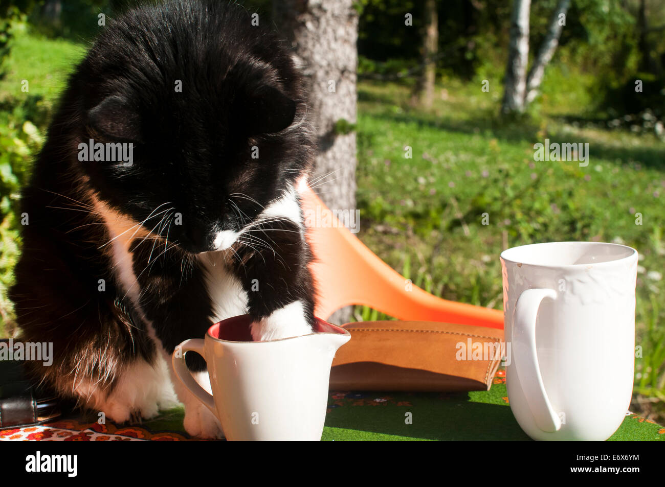 Cat and milk jug hi-res stock photography and images - Alamy