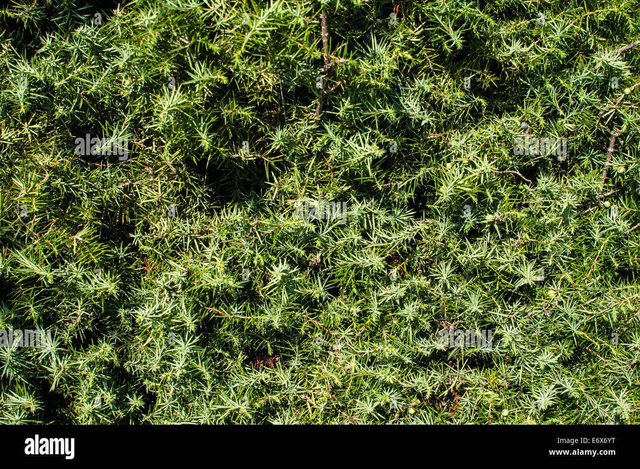 Green juniper bush leaves closeup as background Stock Photo - Alamy