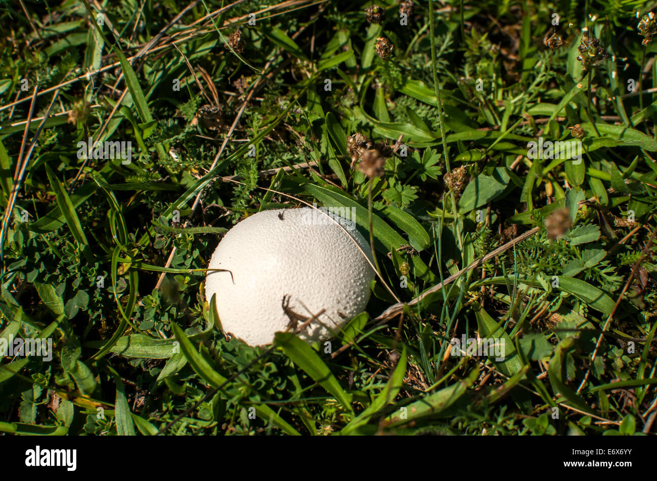 White puffball mushroom growing on green meadow grass closeup Stock ...