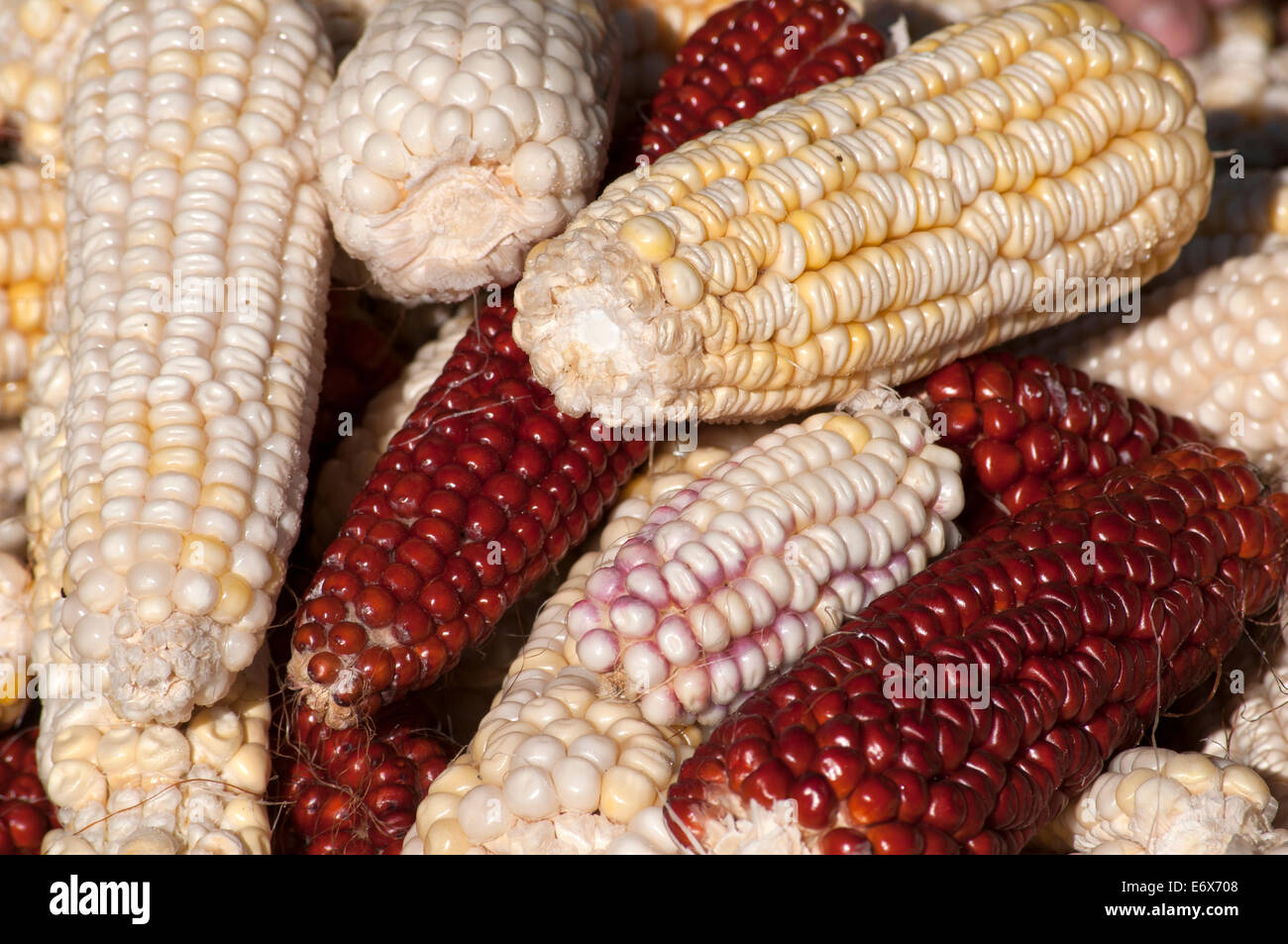 White and red raw corncobs Stock Photo - Alamy