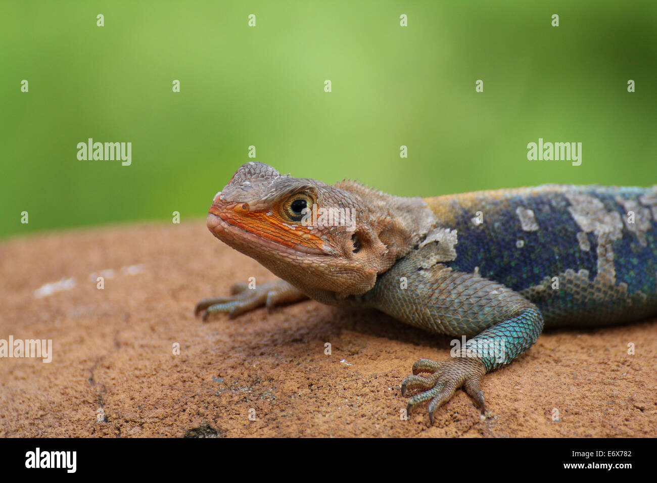 Kenyan Rock Agama lizard Stock Photo - Alamy