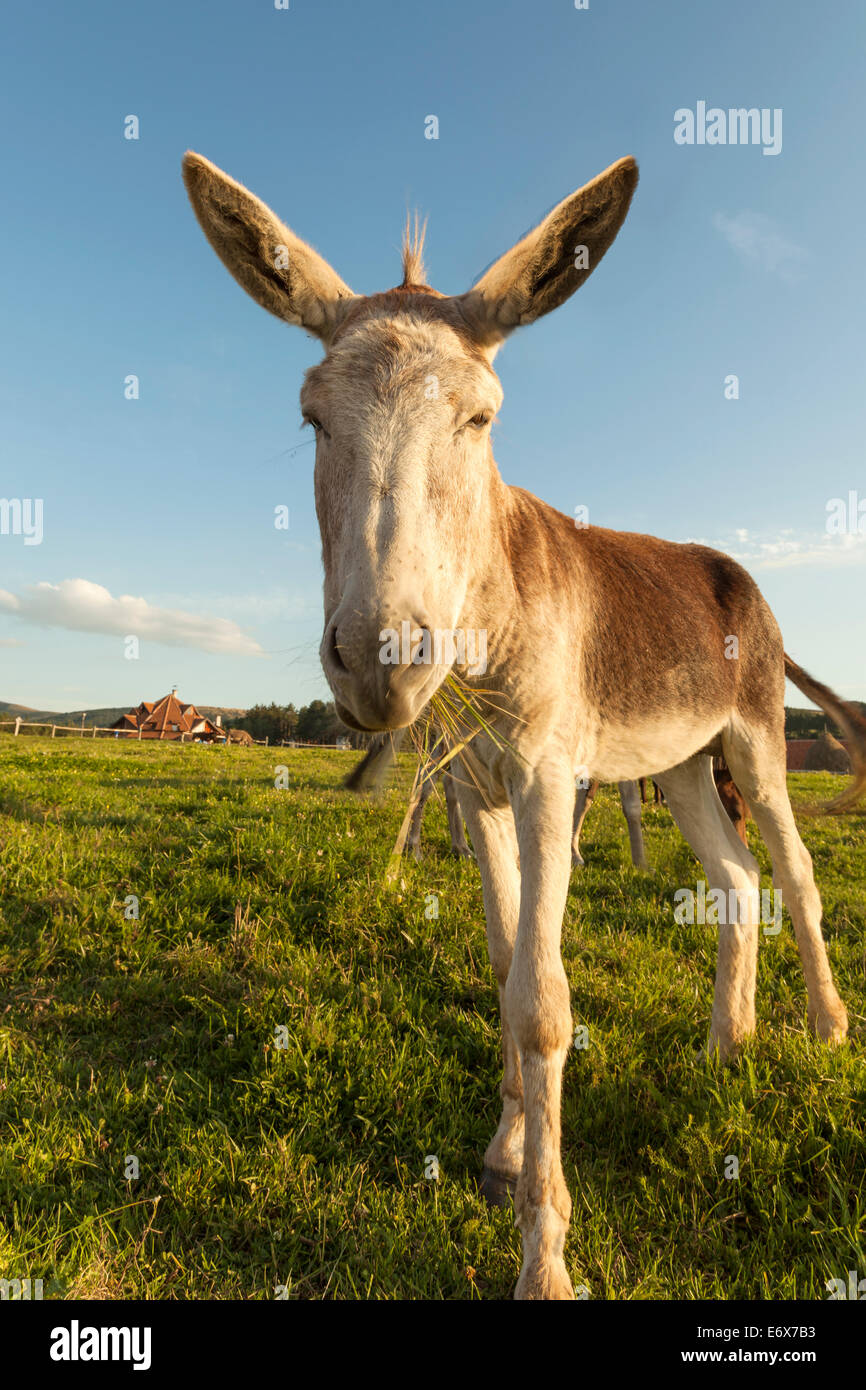 Grey donkey in field Stock Photo - Alamy