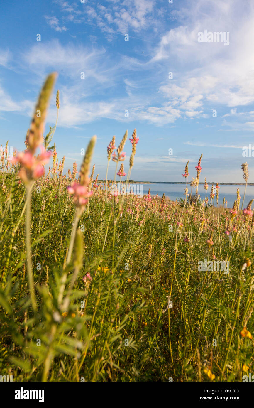 Scenery at lake Werbeliner See, Saxony, Germany Stock Photo - Alamy