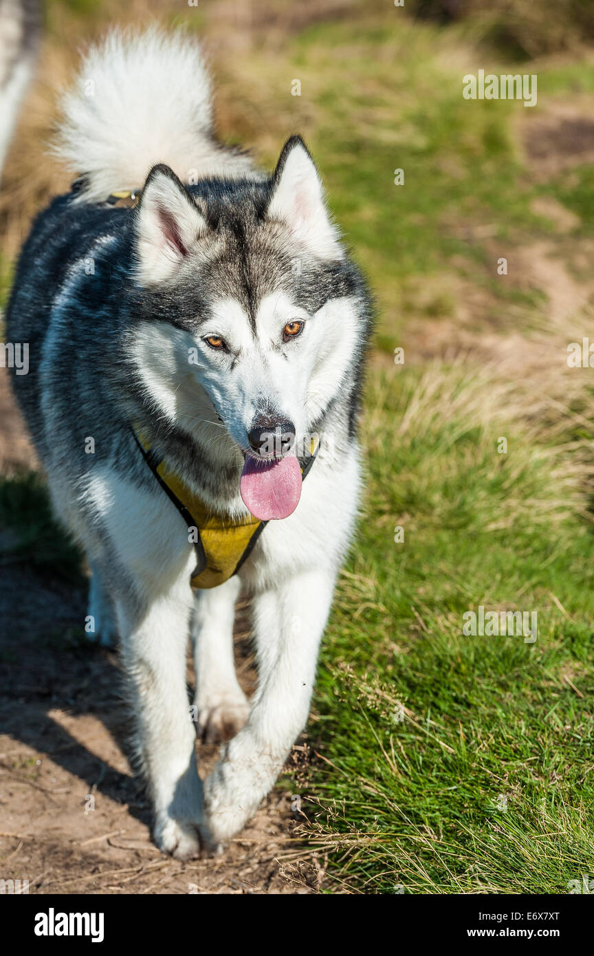 Walking dog along snow hi-res stock photography and images - Alamy