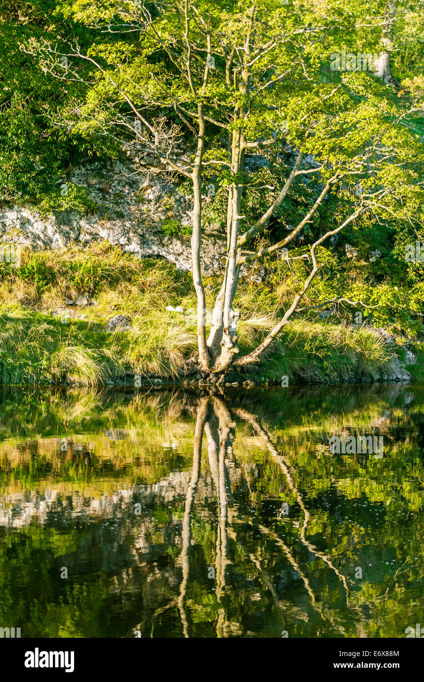 Reflection of a tree in the River Wharfe near Burnsall in the Yorkshire ...
