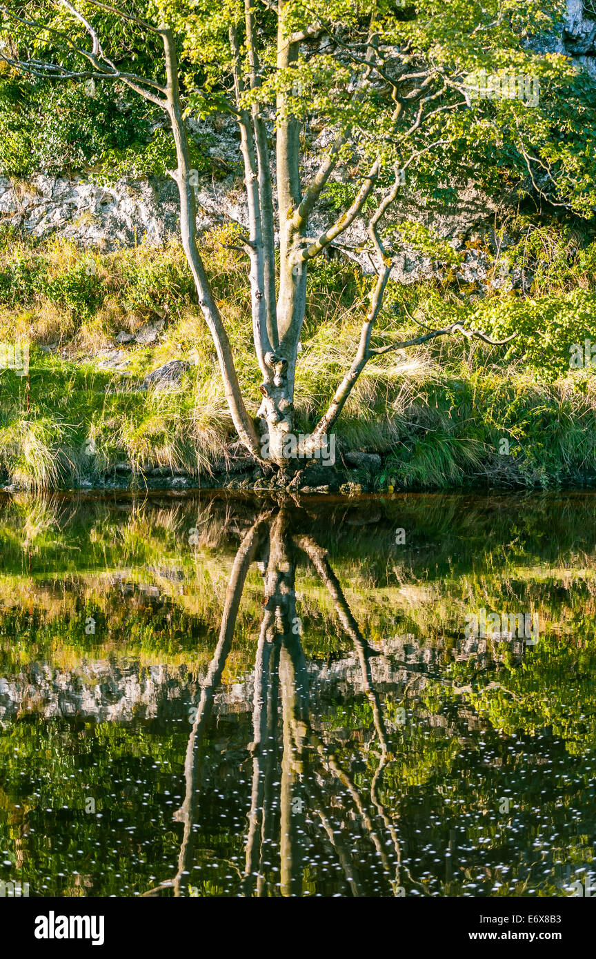 Reflection of a tree in the River Wharfe near Burnsall in the Yorkshire ...