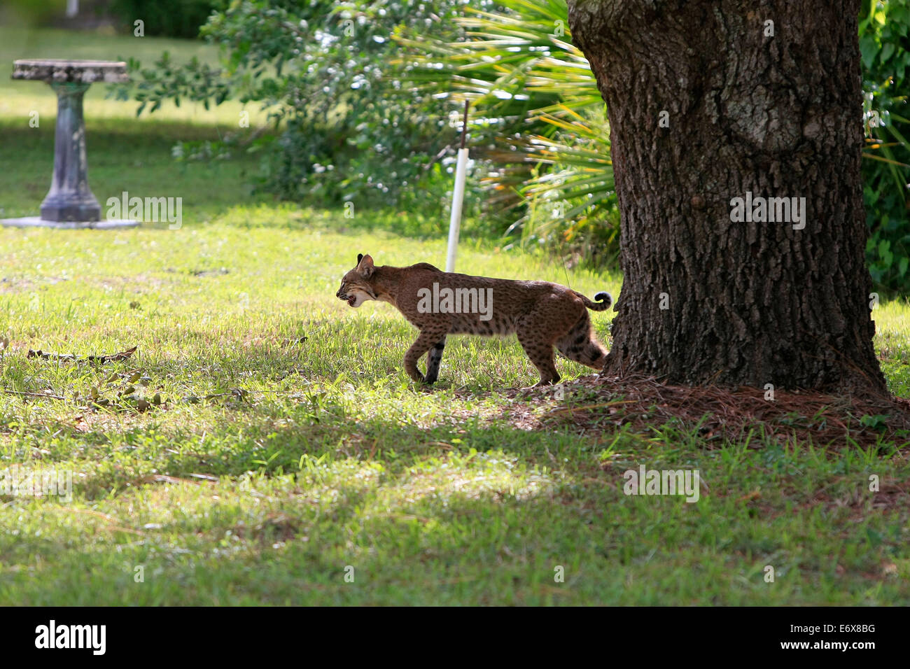 Native florida animal hi-res stock photography and images - Alamy
