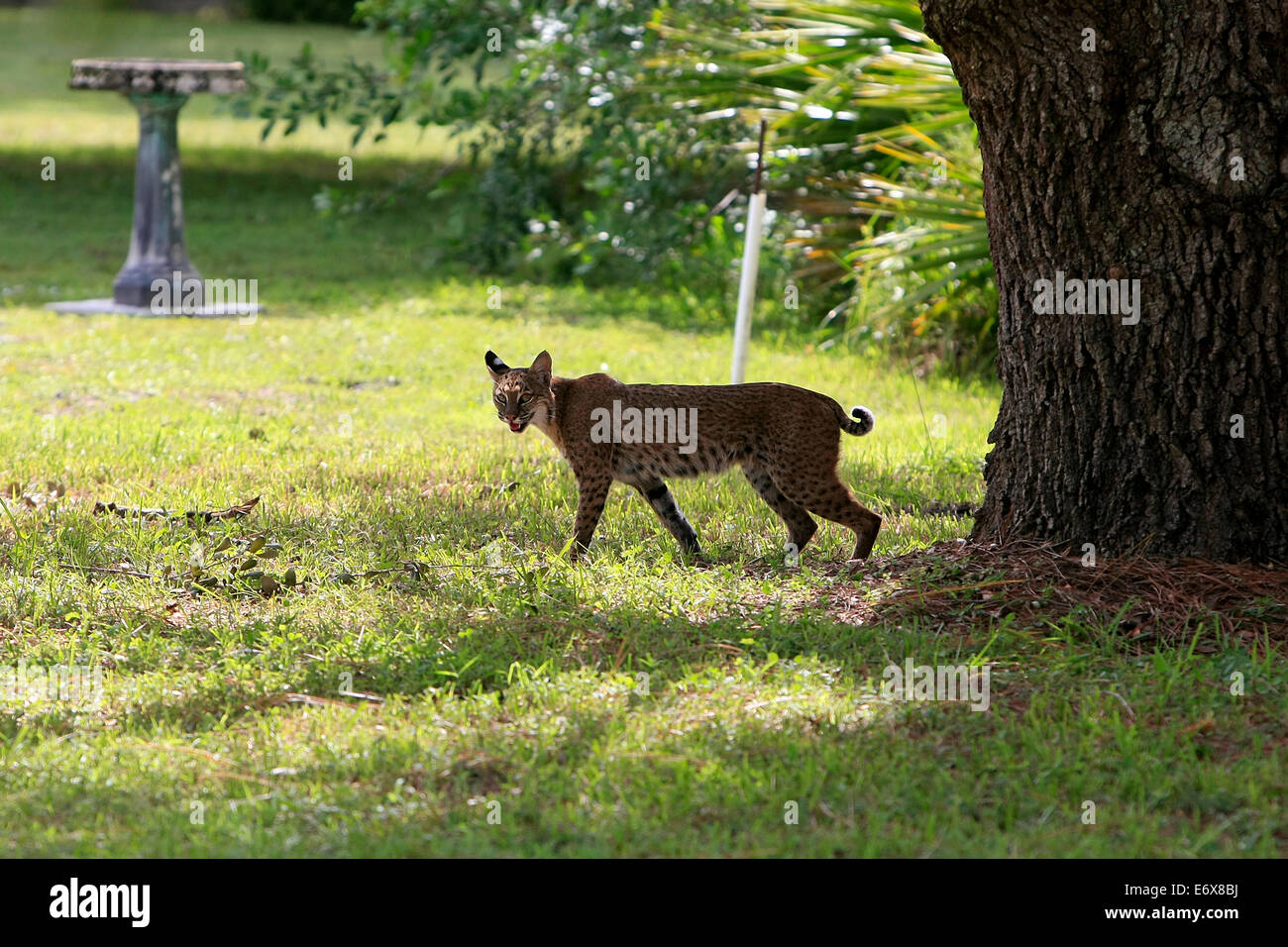 Bobcat florida hi-res stock photography and images - Alamy