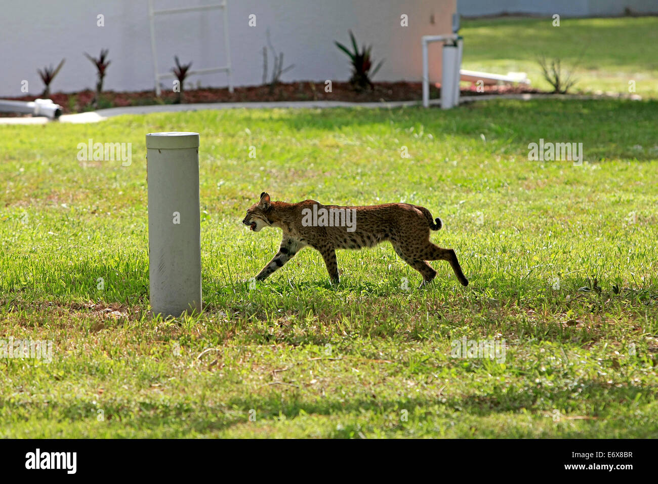 Bobcat florida hi-res stock photography and images - Alamy