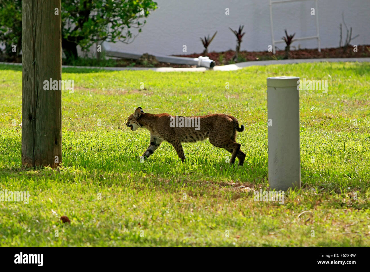 Bobcat florida hi-res stock photography and images - Alamy
