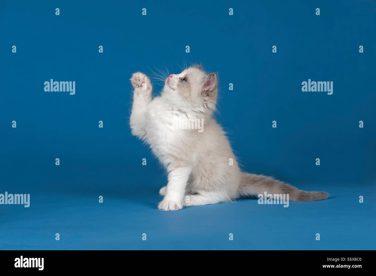 Blue point ragdoll cat hi-res stock photography and images - Alamy
