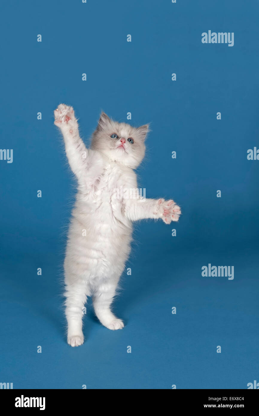 Ragdoll cat, kitten, 9 weeks, blue, bicolour, standing on its hind legs ...