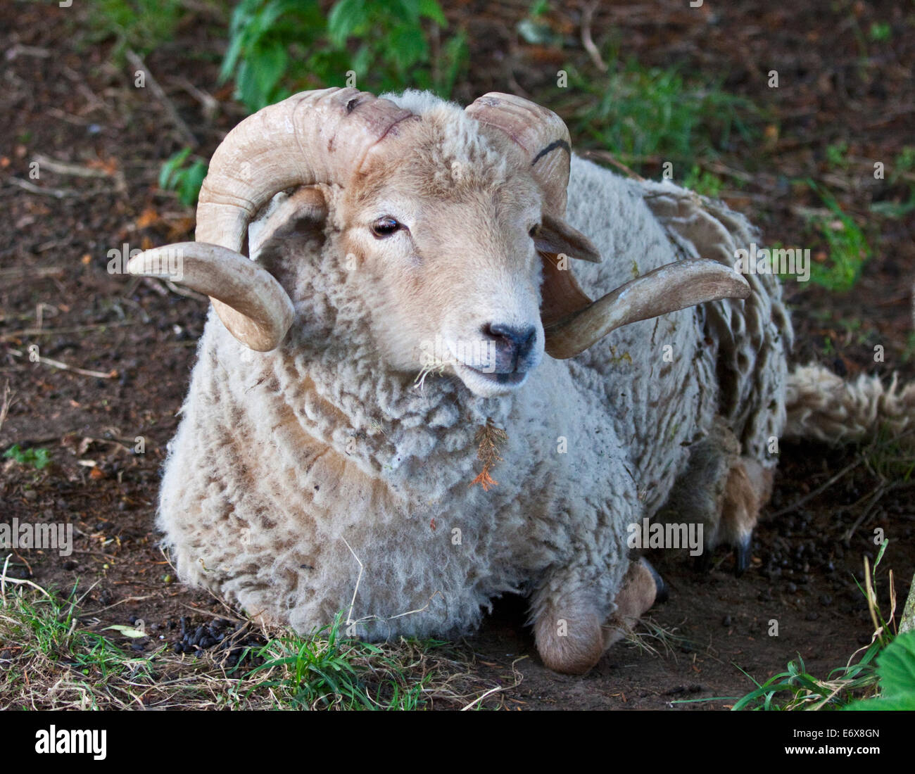Portland Sheep Ram Stock Photo - Alamy