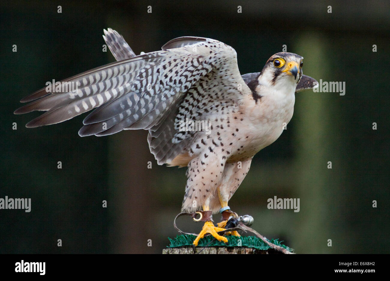 Lanner Falcon (falco biarmicus Stock Photo - Alamy