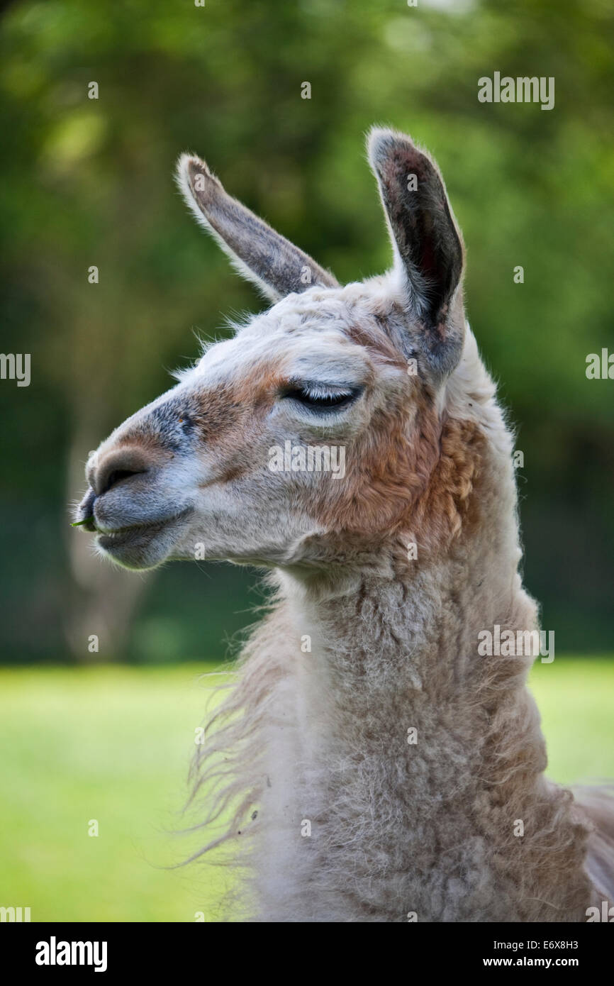 Cream Llama (lama glama Stock Photo - Alamy