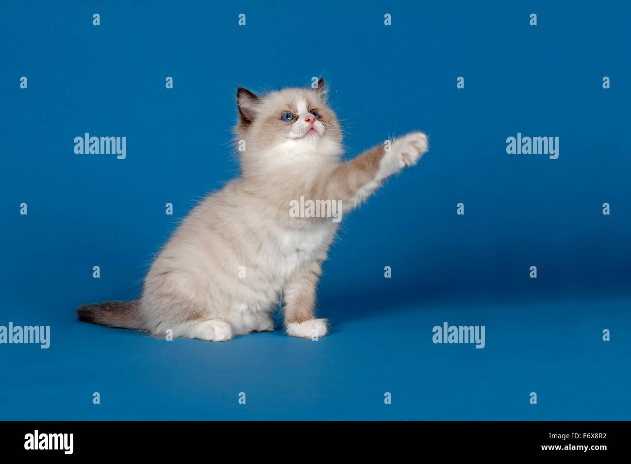 Cat paw raised hi-res stock photography and images - Alamy