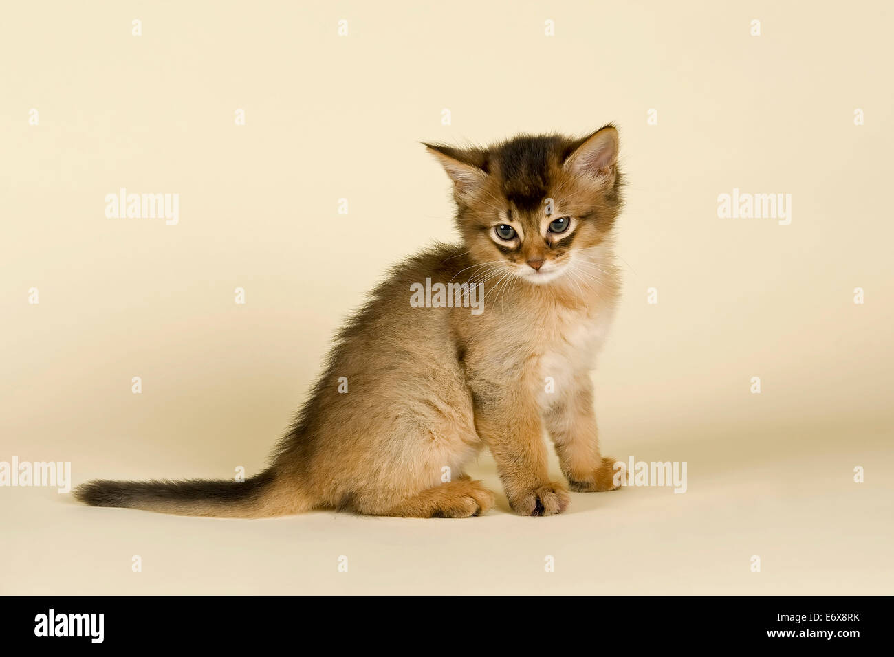 Somali kitten, tawny Stock Photo - Alamy