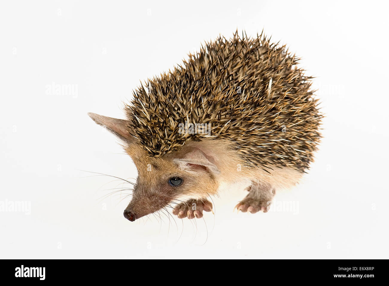 Egyptian Long-eared Hedgehog (Hemiechinus auritus aegypticus Stock ...