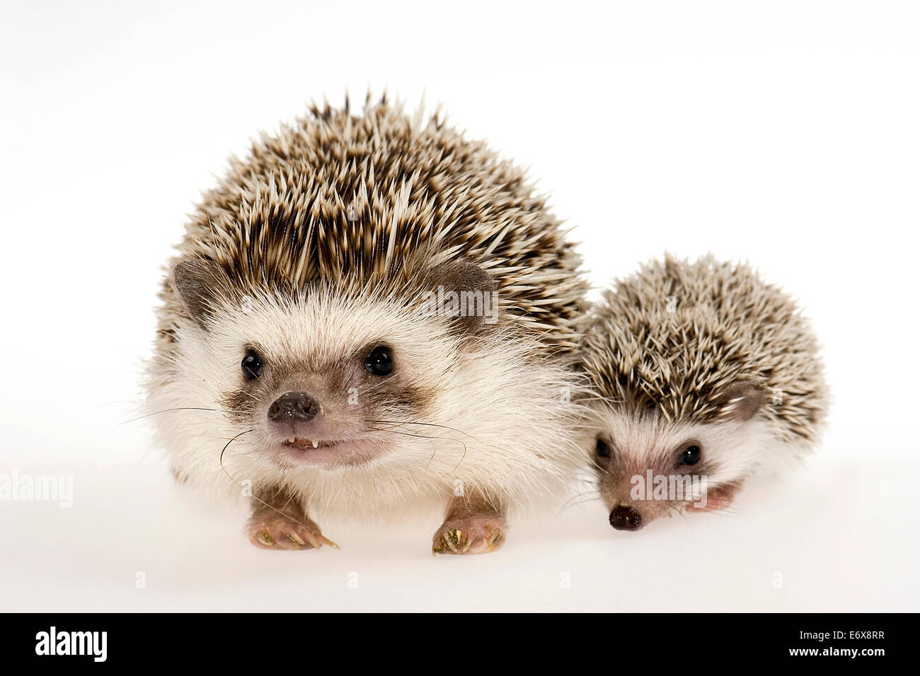 Four-toed Hedgehog or African Pygmy Hedgehog (Atelerix albiventris ...