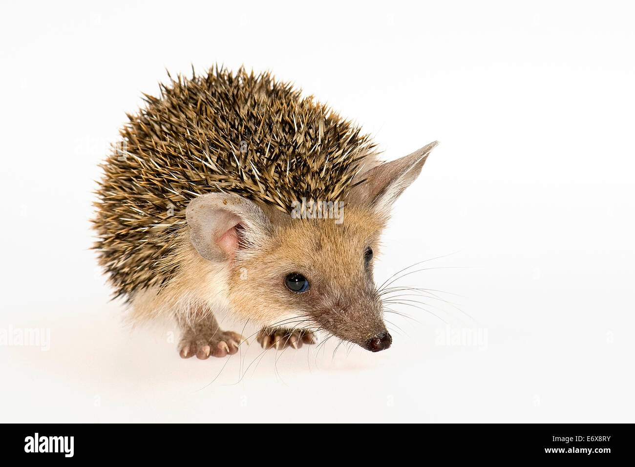 Egyptian Long-eared Hedgehog (Hemiechinus auritus aegypticus Stock ...