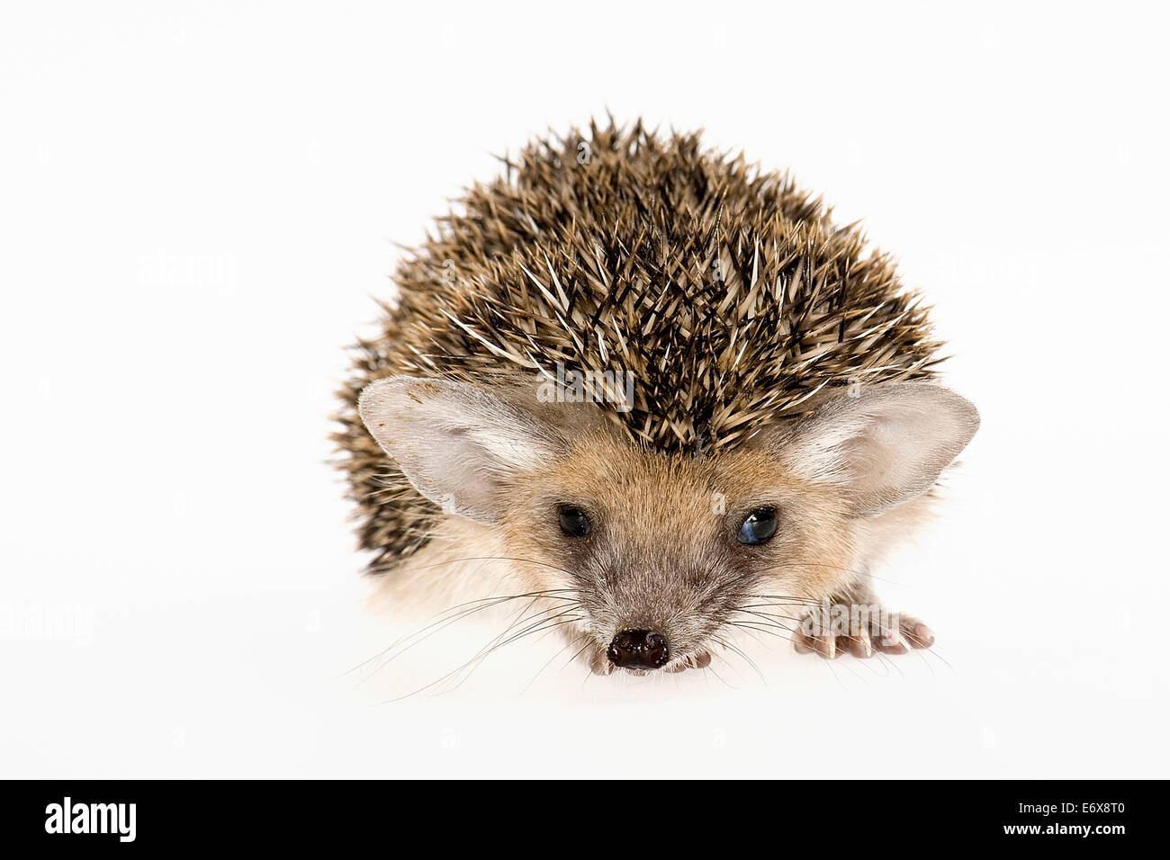 Egyptian Long-eared Hedgehog (Hemiechinus auritus aegypticus Stock ...