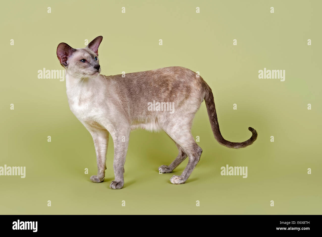 Siamese cat, 2 years, blue tortie, point coloration Stock Photo - Alamy