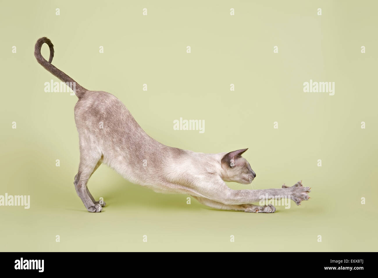 Siamese cat, 2 years, blue tortie, point coloration Stock Photo - Alamy