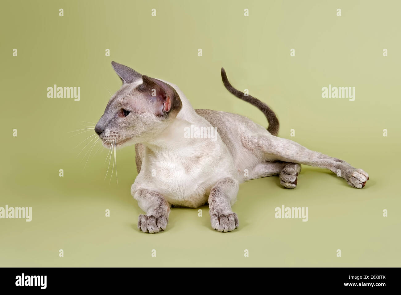 Siamese cat, 2 years, blue tortie, point coloration Stock Photo - Alamy