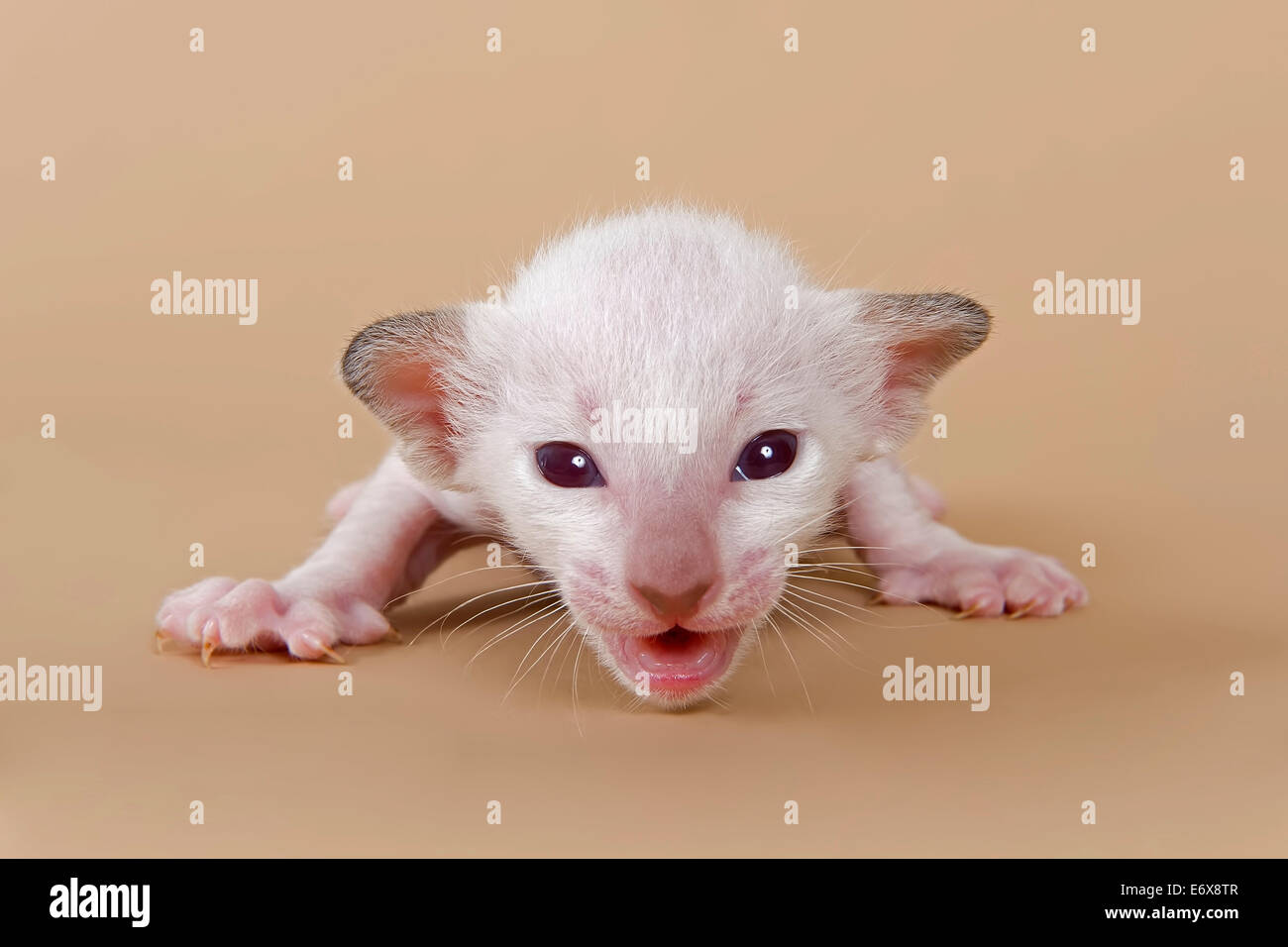 Siamese kitten, 2 weeks Stock Photo - Alamy