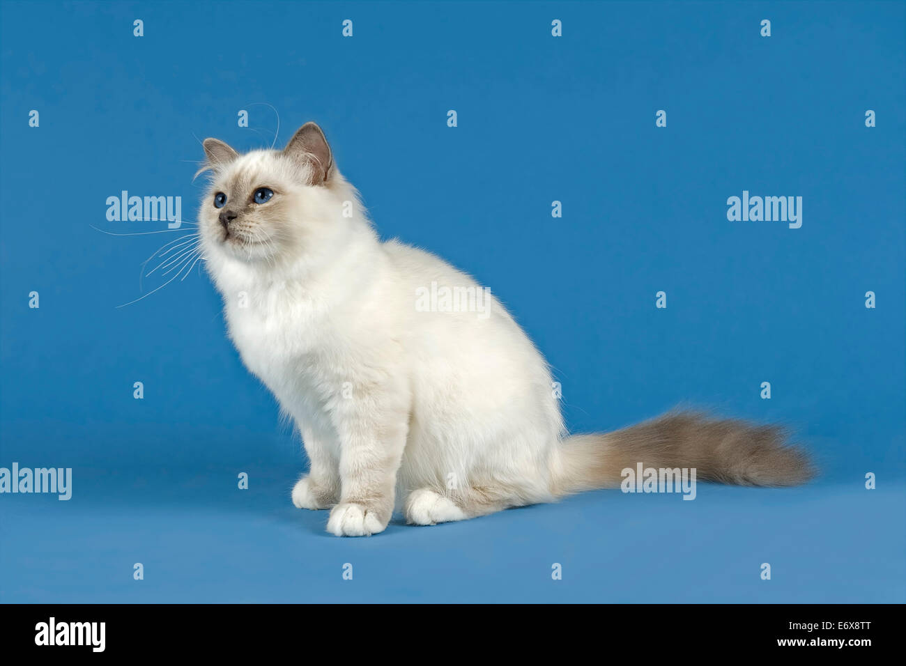 Birman Cat, kitten, part albino, point coloration Stock Photo - Alamy