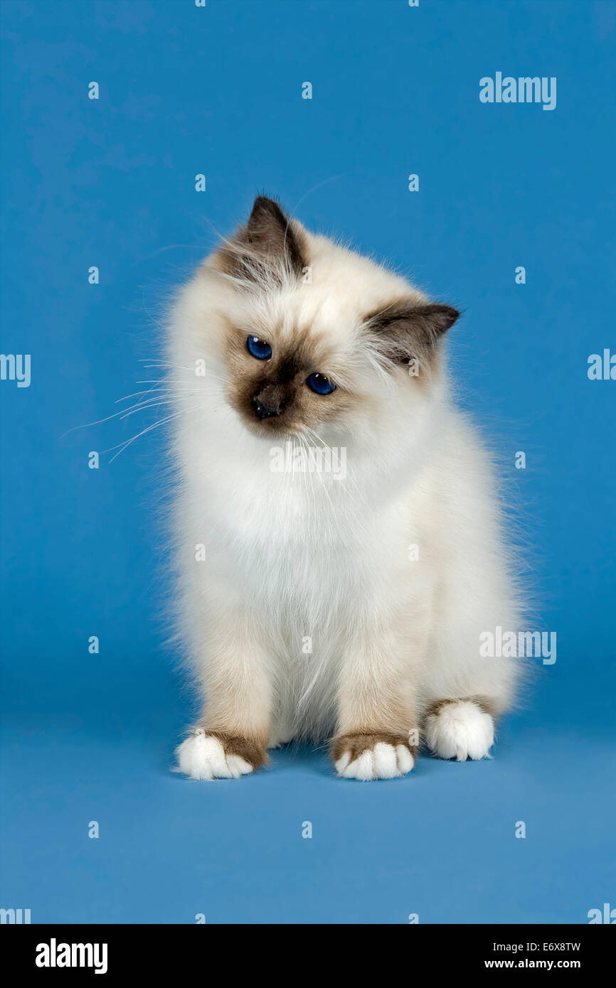 Coloration hi-res stock photography and images - Alamy