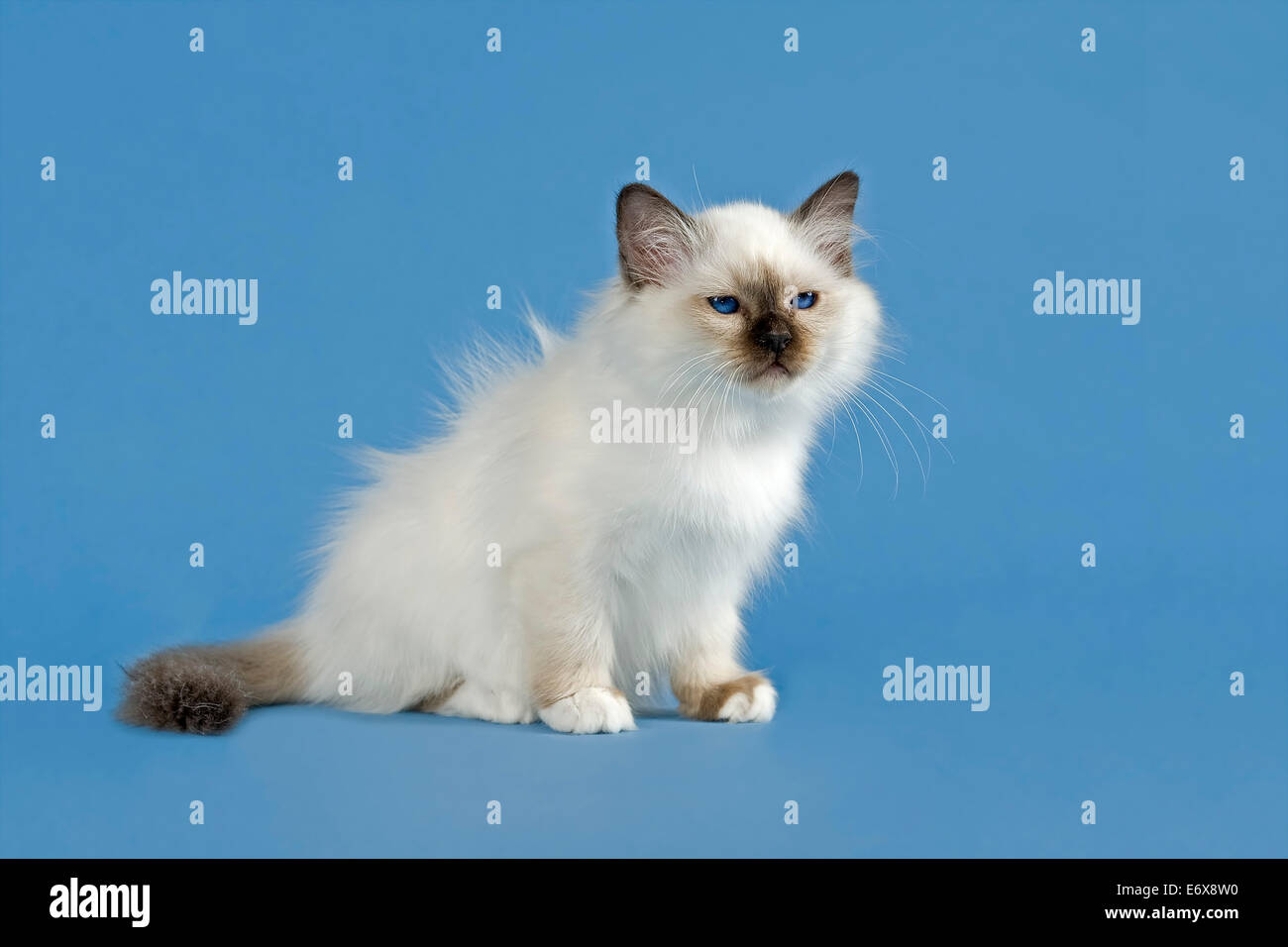 Birman Cat, kitten, part albino, point coloration Stock Photo - Alamy