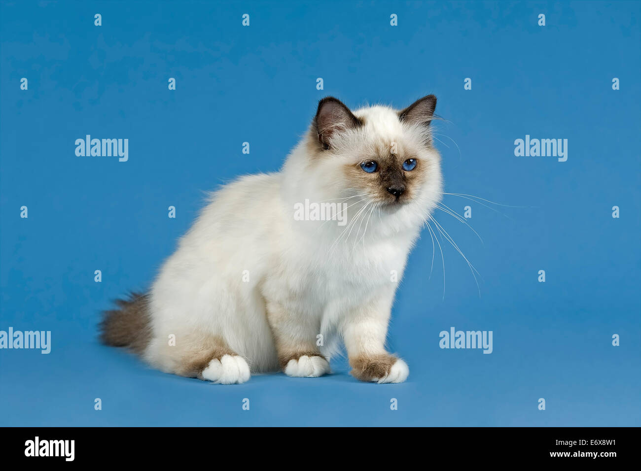 Birman Cat, kitten, part albino, point coloration Stock Photo - Alamy