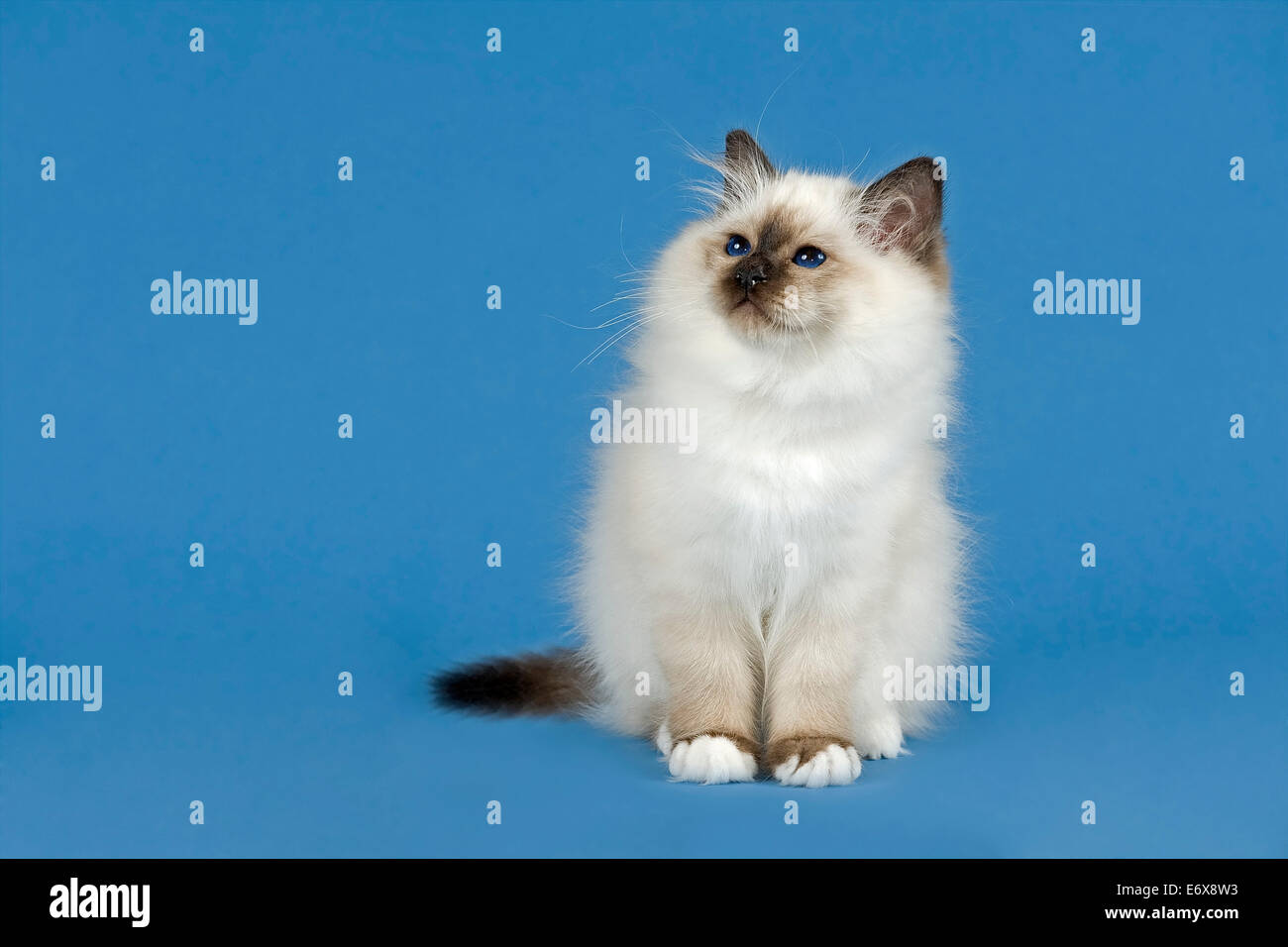 Birman Cat, kitten, part albino, point coloration Stock Photo - Alamy