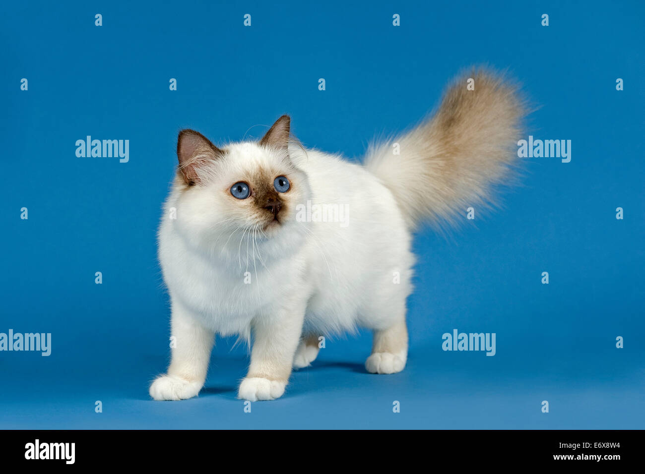 Birman Cat, kitten, part albino, point coloration Stock Photo - Alamy