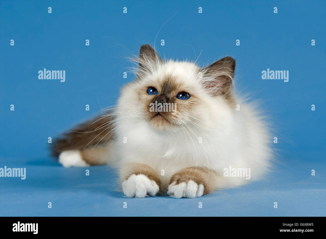 Birman Cat, kitten, part albino, point coloration Stock Photo - Alamy