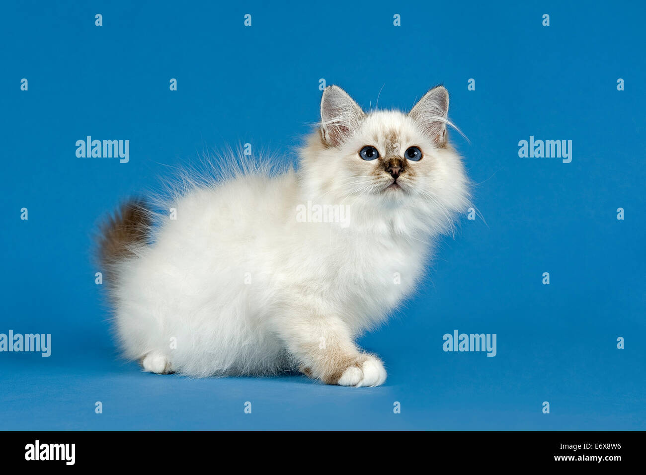 Birman Cat, kitten, part albino, point coloration Stock Photo - Alamy