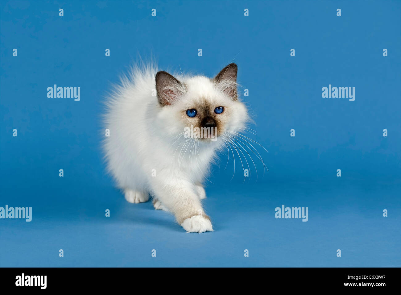 Birman Cat, kitten, part albino, point coloration Stock Photo - Alamy