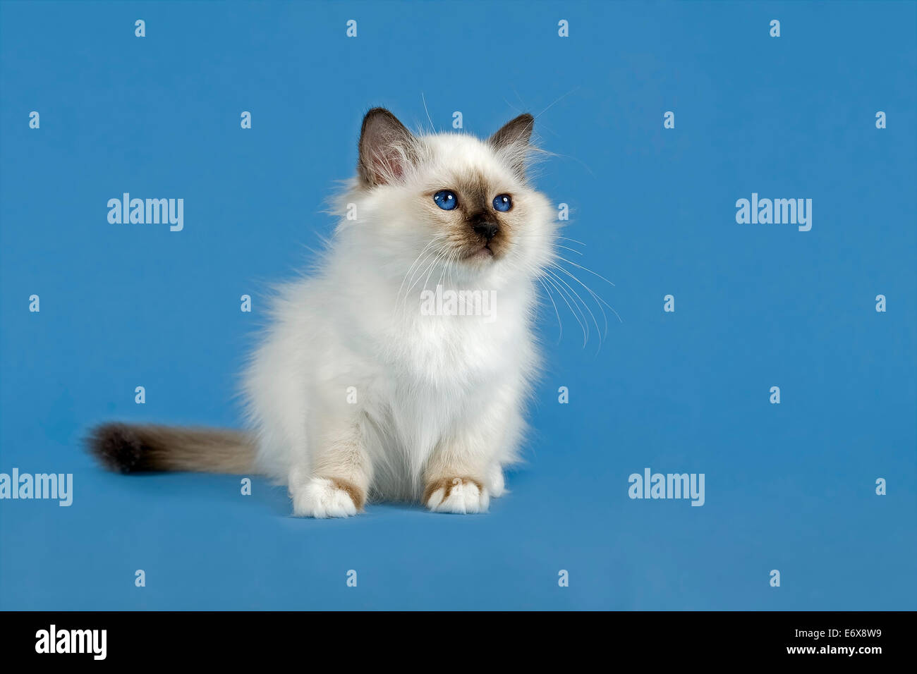 Birman Cat, kitten, part albino, point coloration Stock Photo - Alamy