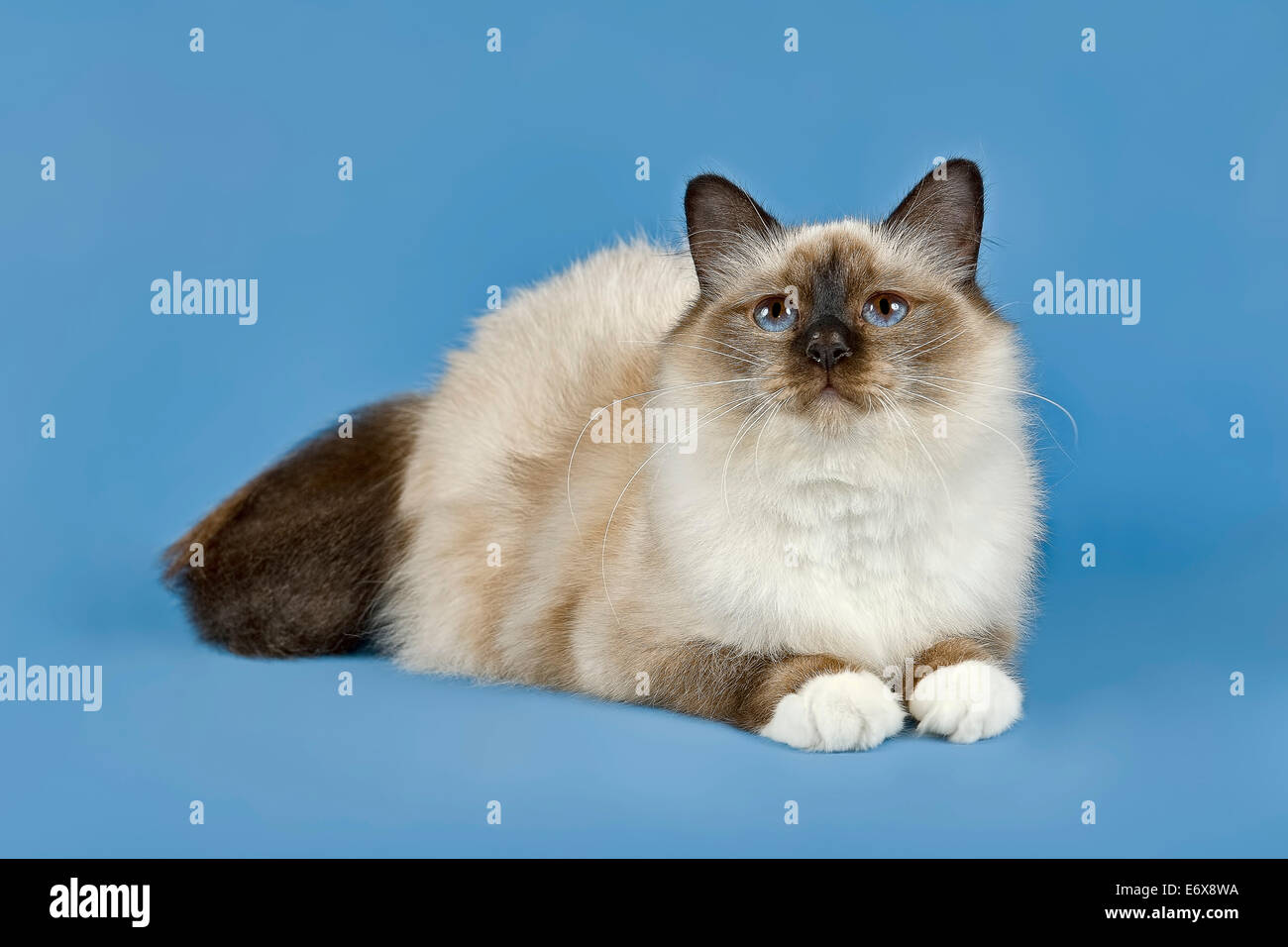 Birman Cat, kitten, part albino, point coloration Stock Photo - Alamy