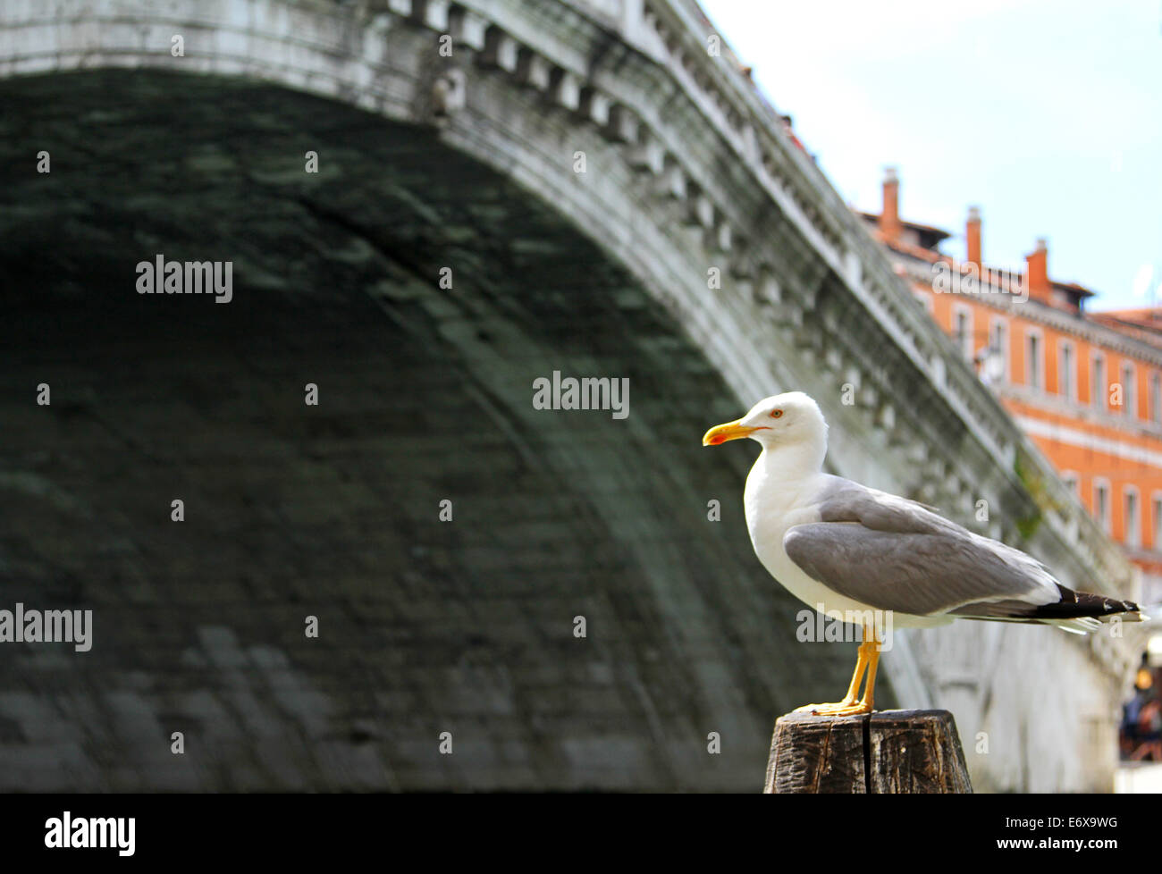 Great seagull and the rialto bridge in Venice Stock Photo - Alamy