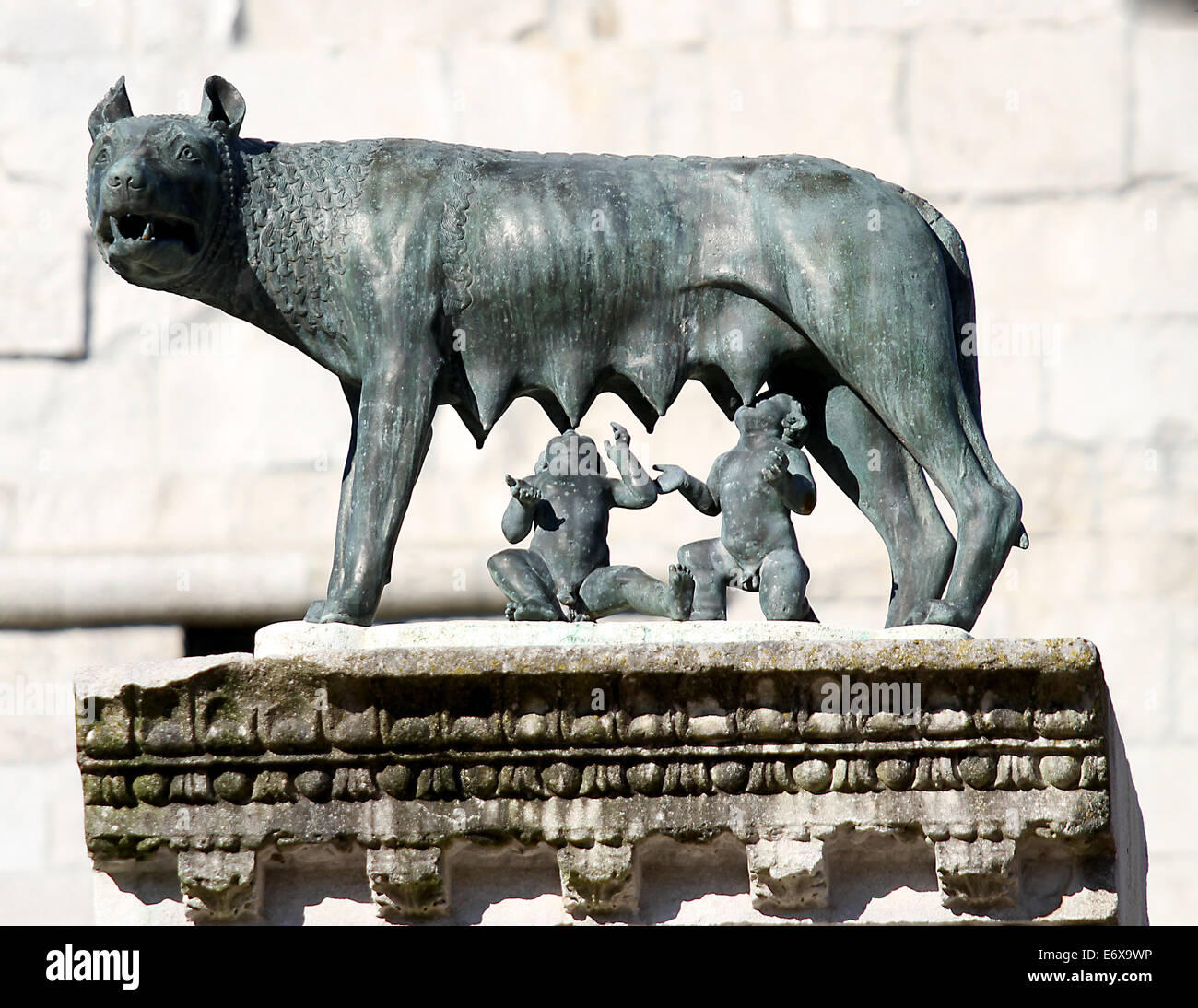 Wolf animal rome hi-res stock photography and images - Alamy